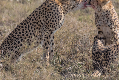 Share With Friends - International Cheetah Day