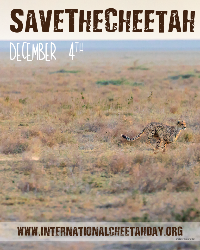 Cheetah Running Instagram Pic - International Cheetah Day