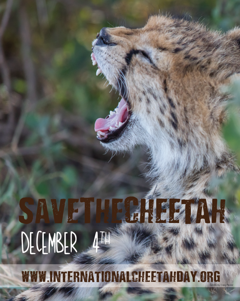 Yawning Cheetah Instagram Pic - International Cheetah Day