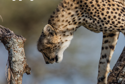 Share With Friends - International Cheetah Day