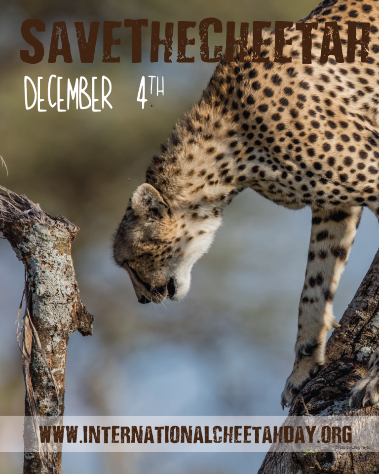 Cheetah Jumping Down Instagram Pic - International Cheetah Day