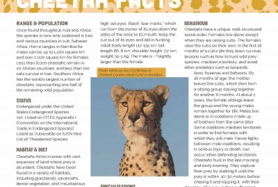 cheetahfacts Archives - International Cheetah Day