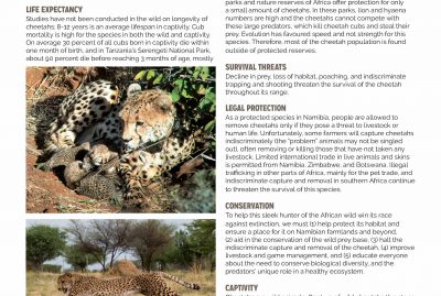 cheetahfacts Archives - International Cheetah Day