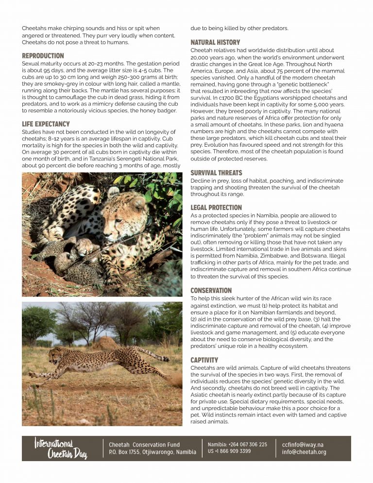 Cheetah Facts - Back - International Cheetah Day