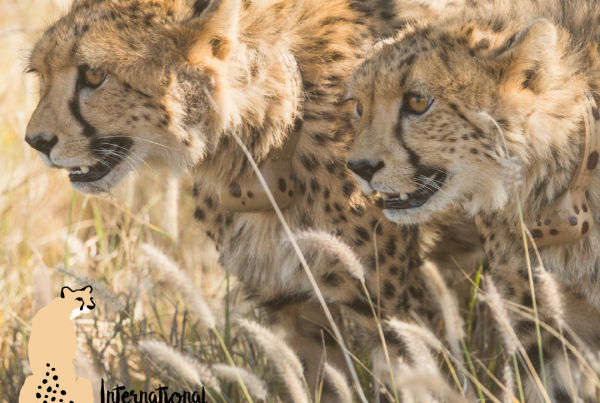 International Cheetah Day