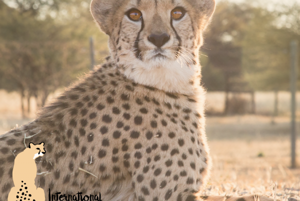 International Cheetah Day