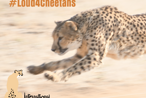 International Cheetah Day