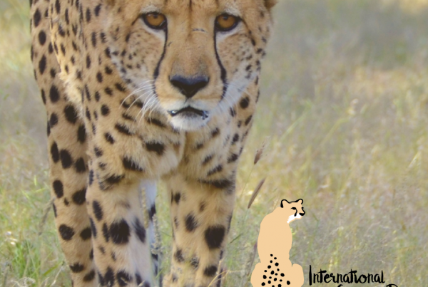 International Cheetah Day
