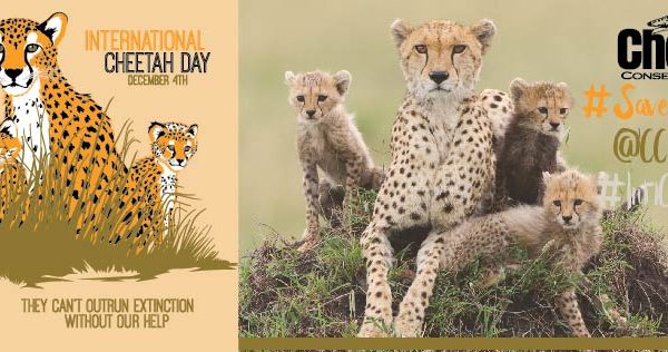 International Cheetah Day