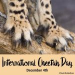 Cheetah Feet Profile Photo Facebook - International Cheetah Day